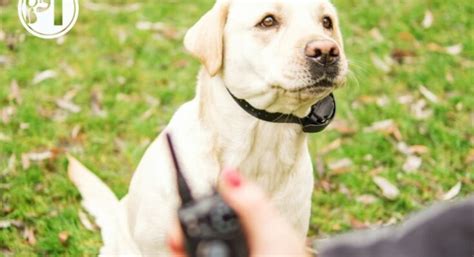 Mini Educator E Collar Troubleshooting Quick Fixes And Tips