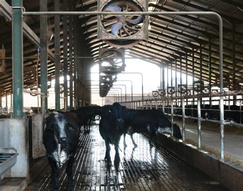 A Importância Do Controle De Temperatura Na Pecuária Leiteira Inofarm