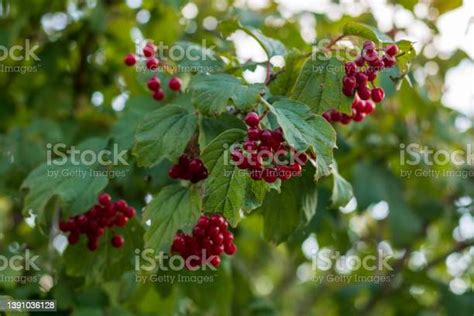 Viburnum 장미 또는 Viburnum Opulus 관목의 빨간 열매의 가지 0명에 대한 스톡 사진 및 기타 이미지 0명