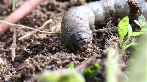 What Are Grub Worms How To Get Rid Of Them