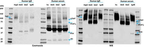 In Vitro Selection Of Best Ides For Human Igg Purified Human Igg