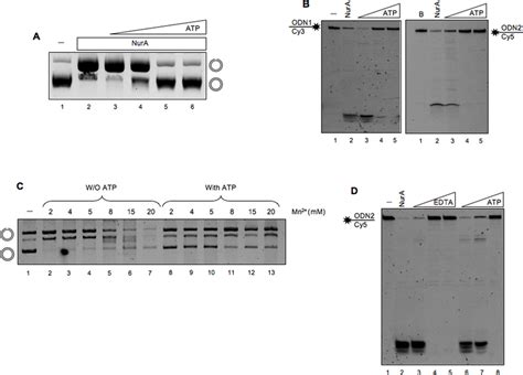 Effect Of Atp On Nura Nuclease Activity A Nura Activity Has Been