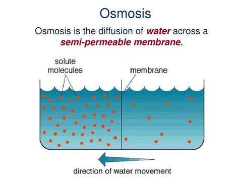 Ppt Chapter 3 Cell Structure And Function Powerpoint Presentation Free Download Id 5272330
