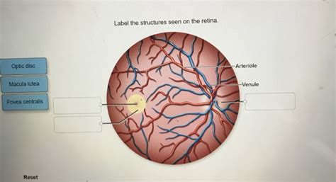 Macula Lutea And Fovea Centralis