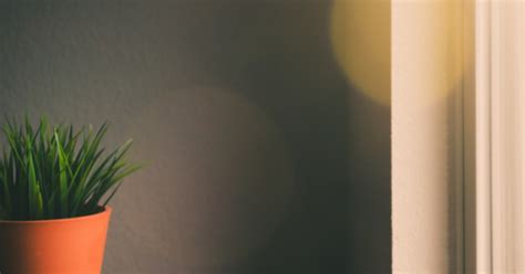 Peeking Into Plant Life A Deep Dive Into Lidar For Vegetation Mapping
