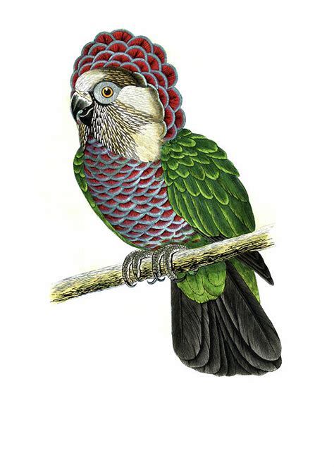 Hawk Headed Parrot Drawing By Mango Art Fine Art America
