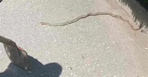 ПРЕДУПРЕДУВАЊЕ ОД ЦУК Има се повеќе пријави за змии во дворови болница и факултет граѓаните