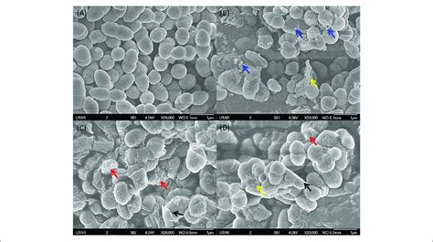 Sem Image Of Negative Control For E Faecalis With Smooth Surface And
