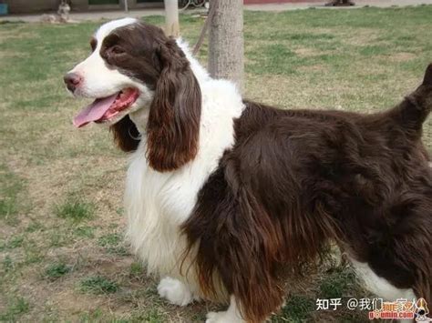 盘点最常见的7大工作犬，你更喜欢哪一种？ 知乎