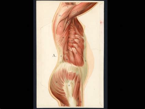 Human Pregnant Female Anatomy