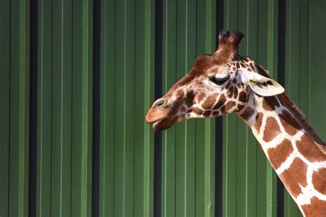 Giraffe Tier Natur Kostenloses Foto Auf Pixabay Pixabay