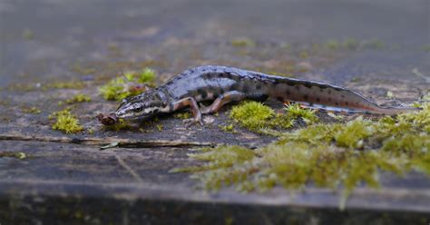 A Natural Interlude Egg Of Newt And Spawn Of Toad