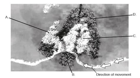 This Image Is Taken From A Visualization Of A Eukaryotic Ribosome The Ar