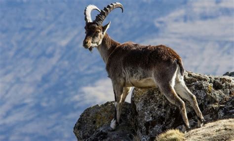 The National Parks Walkin Ethiopia Tour And Travel