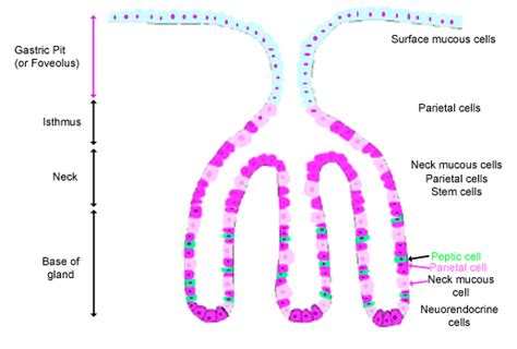 Digestive The Histology Guide