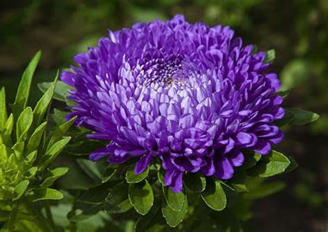 Aster Flower