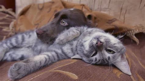 Cat And A Dog Are Sleeping Together Funny Indoors Video Friendship Cat