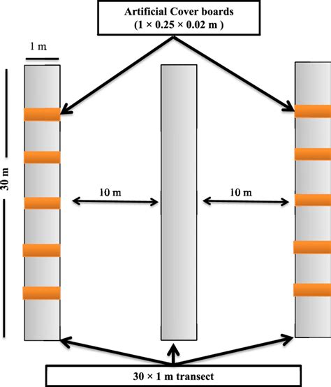 Sampling Design Showing The Layout Of The Sampling Transects And Download Scientific Diagram