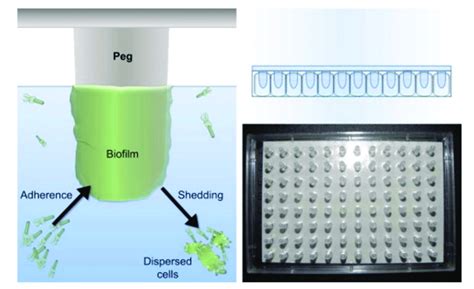 Left Schematic Representation Of The Mbec Assay ® Showing The