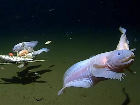 Scientists Film Deepest Fish Ever Found At 8336 Metres In Pacific