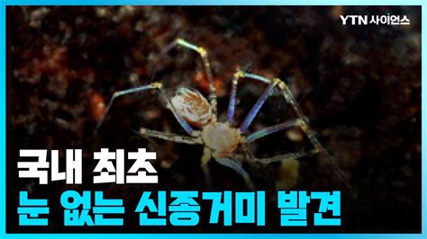 과학뉴스 우리나라 최초로 눈 없는 신종거미 발견 230706 Youtube