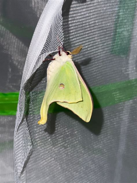 Luna Moth Hatching Kit Jmzbutterflyfarm