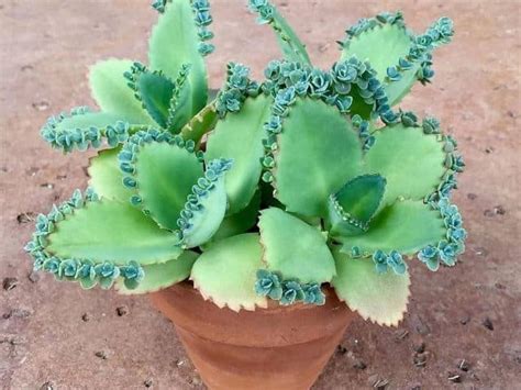La Planta Mala Madre Crecimiento Y Cuidados Succulent Avenue