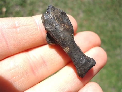 Rare Bobcat Calcaneum Recently Sold Fossils Prehistoric Florida