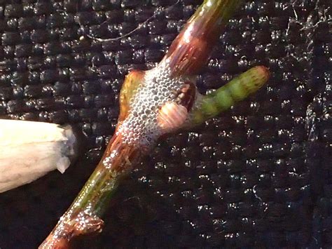 Spittle Bug Insects And Organic Gardening