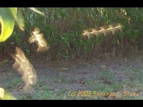 Mystery Of Rods OMG UNKNOW Lifeform Creature STRANGE Like Other