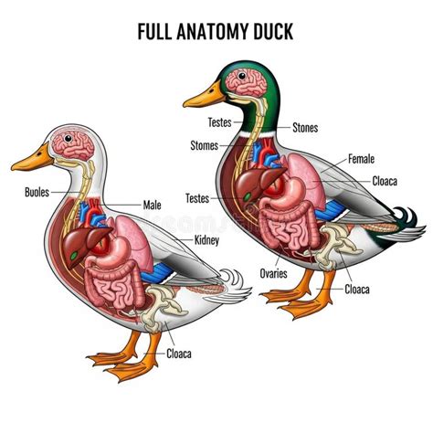 The Diagram Highlights Various Internal Systems With Different Colors