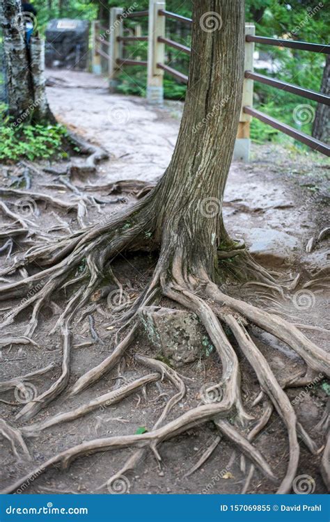 Shallow Exposed Tree Roots Along Path Stock Image Image Of High Park 157069855