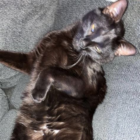 Fiddlesticks Youtube