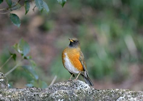 nakaの野鳥大好きワールド ツグミの仲間ルリビタキオオアカハラ