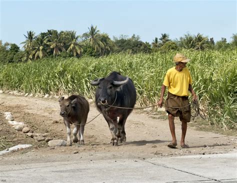 Modernizing The Agricultural Sector In The Philippines The Borgen Project