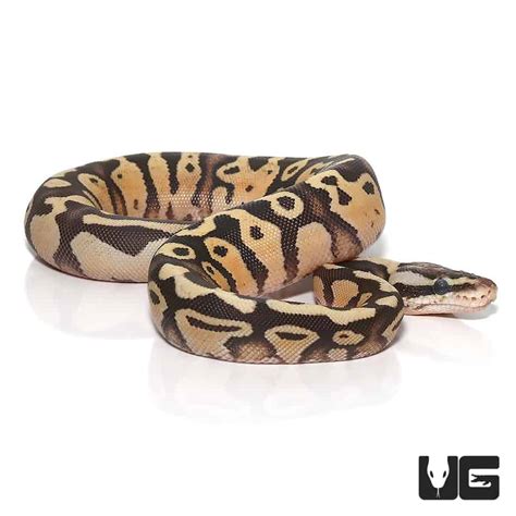 Firefly Ball Python
