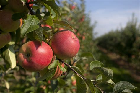 Thrips Growing Guides Daltons