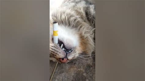 Lagi Ngroko Malah Tidur Cats Short Youtube