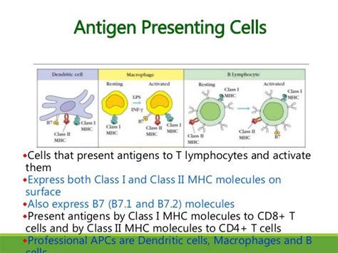 [면역학] 항원제시 Antigen Presentation Mhc1 Pathway Mhc2 Pathway 네이버 블로그