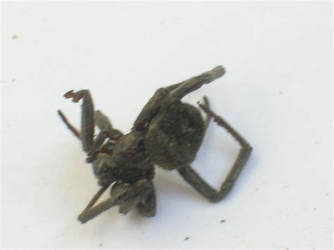 Identificar Araña Que Picó El Brazo Y Dejó Dolorido Y Con Quemazón