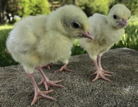 Day Old Turkey Poult Identification Meyer Hatchery