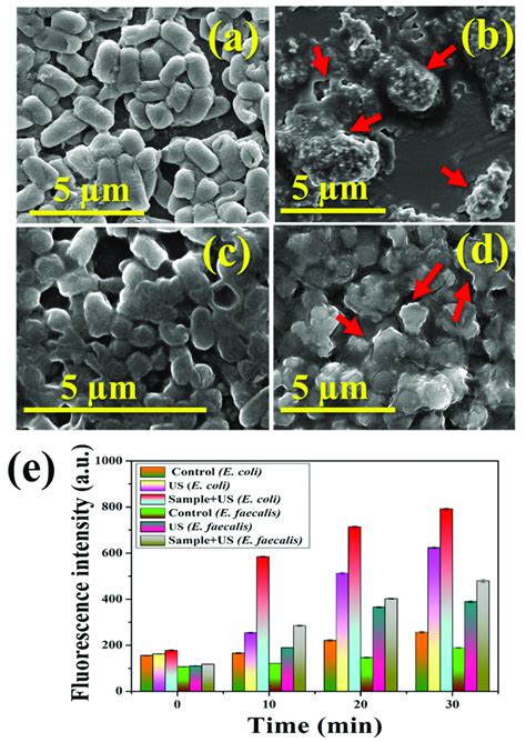 Fesem Micrographs For A Control Of E Coli And C E Faecalis