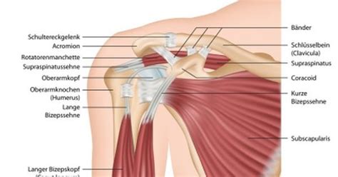 Aaos Shoulder Impingement Exercises Pdf Very Simple Choice Podcast Pictures Gallery