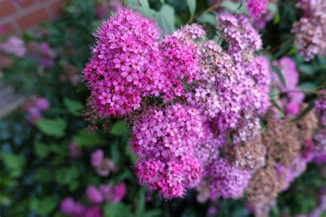 绣线菊 花 植物 Pixabay上的免费照片 Pixabay
