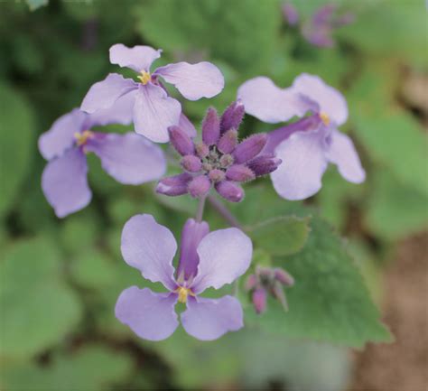 十字花科 诸葛菜高质量基因组公布 知乎