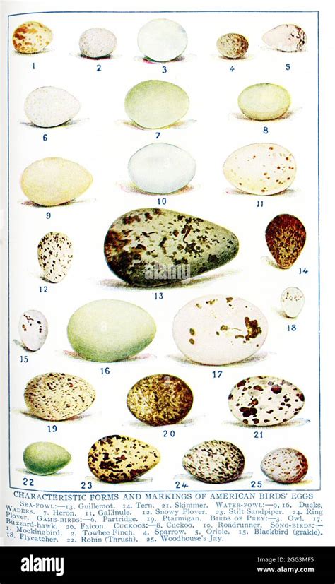 Identifying Bird Eggs Chart