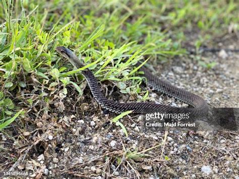 Snake Flag Photos And Premium High Res Pictures Getty Images