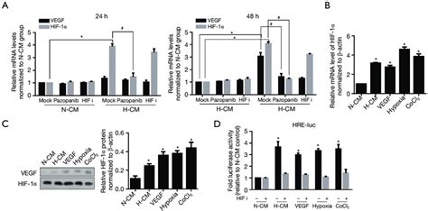 H Cm Transcriptionally Activated Hif 1α And Induced Its Transcriptional