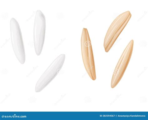 Brown And White Rice Grain Unpolished Rice Seeds In Cartoon Flat Style