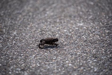 Premium Photo High Angle View Of Toad On Street